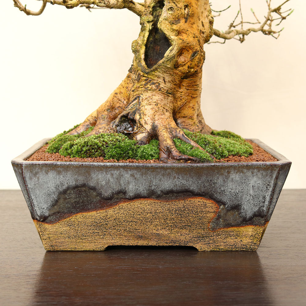 Derbyshire Bonsai